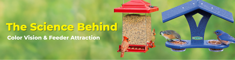 The Science Behind Bird Color Vision and Feeder Attraction – Duncraft
