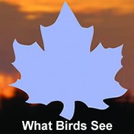 Bird-Safe Window Decals | Stickers, Sprays & Film | Duncraft