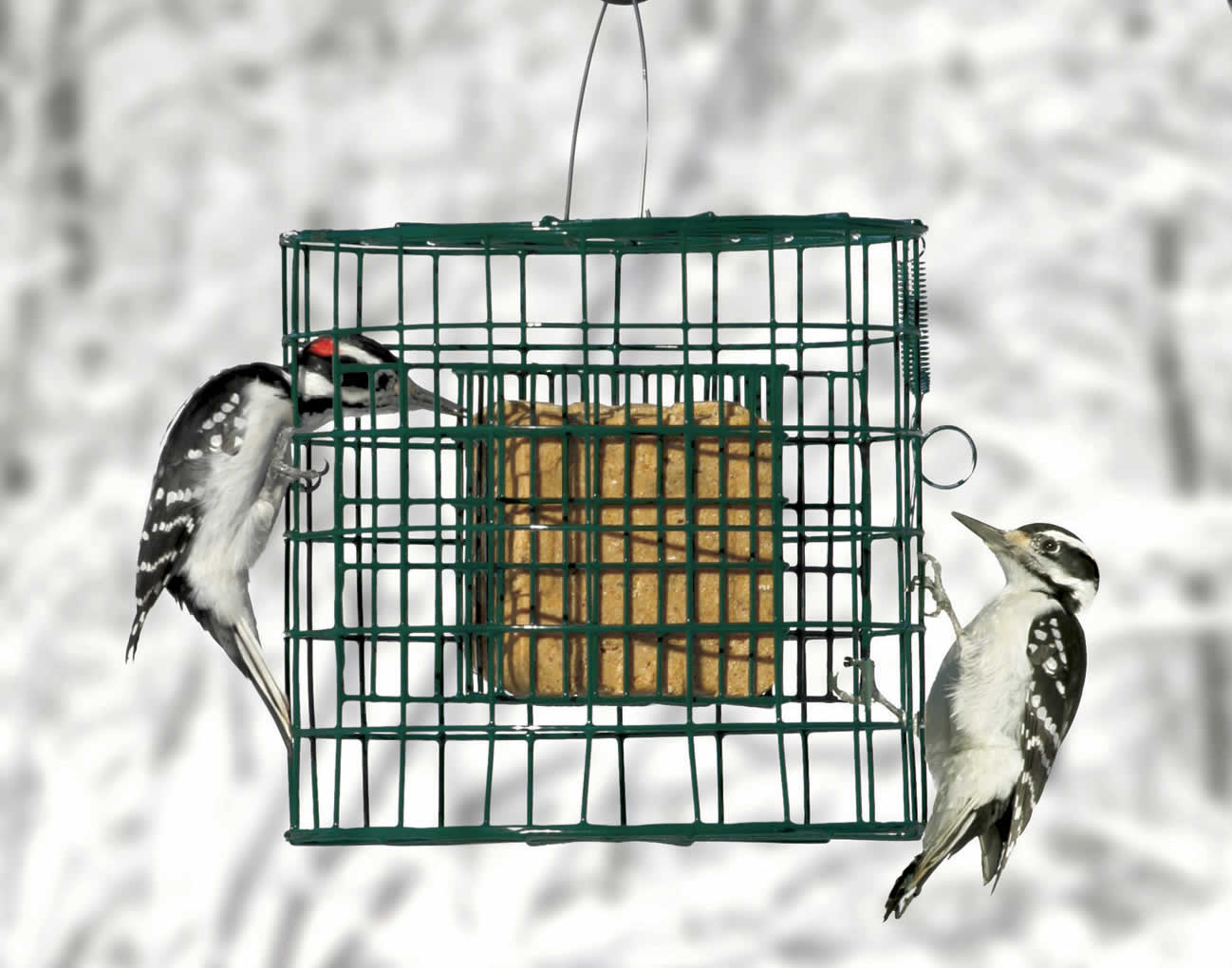 Suet Feeders & Seed Cake Feeders for the Birds – Duncraft