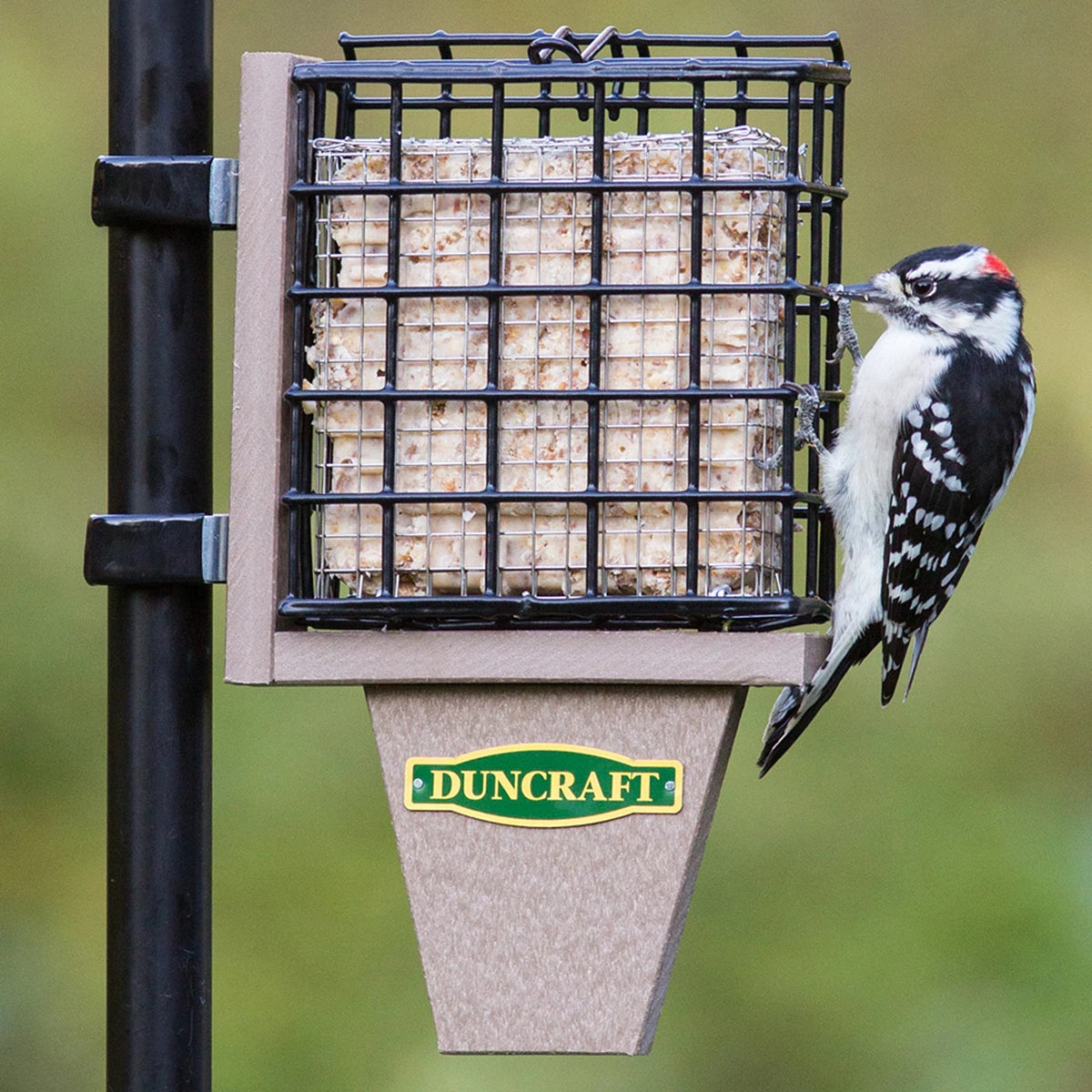 Duncraft Pole Mount Tail Prop Suet Shield Feeder