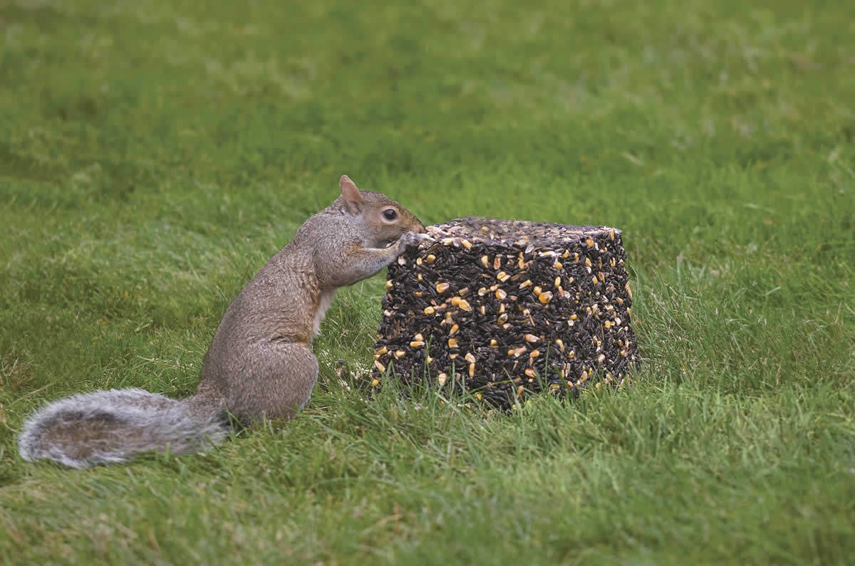 Bird Seed Blocks, Cakes & Bars | Best Long-Lasting Bird Food at ...