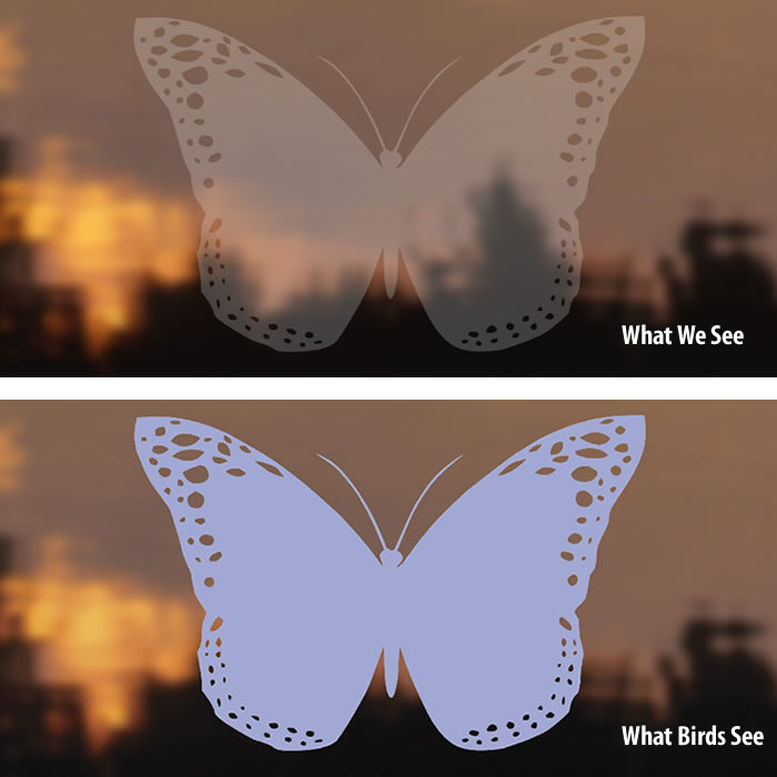 Bird-Safe® Window Stike Decals save birds from crashing into windows ...