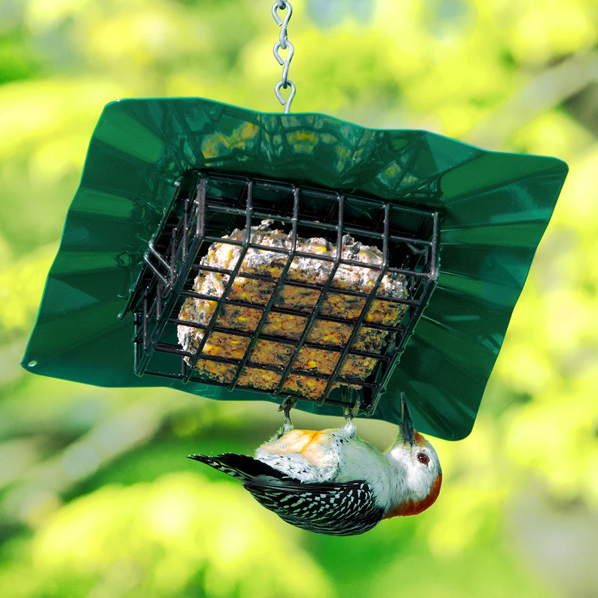 Erva Upside-Down Disk Suet Feeder | For Woodpeckers | Duncraft