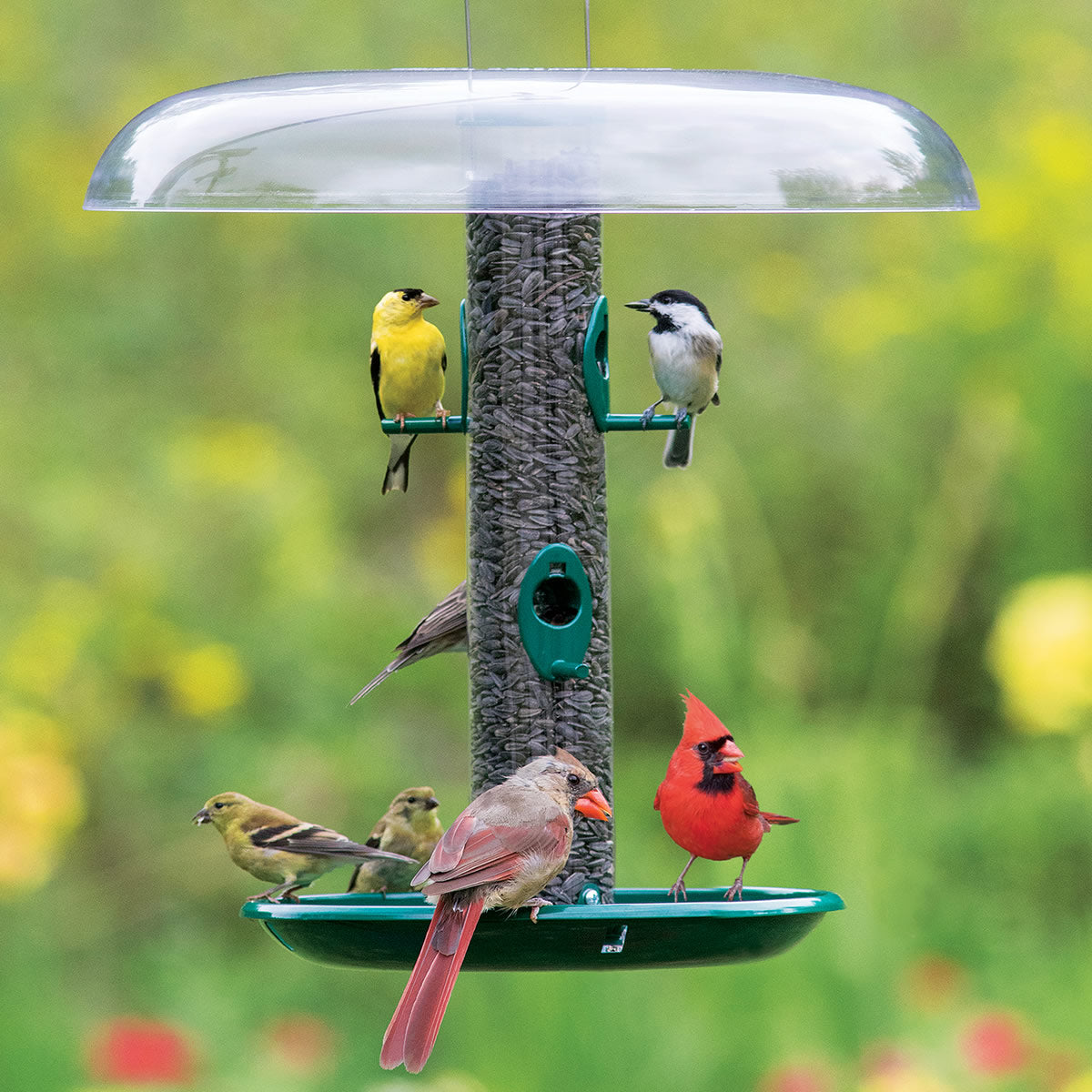 Duncraft Bird Feeders | Premium Outdoor Feeders | Duncraft
